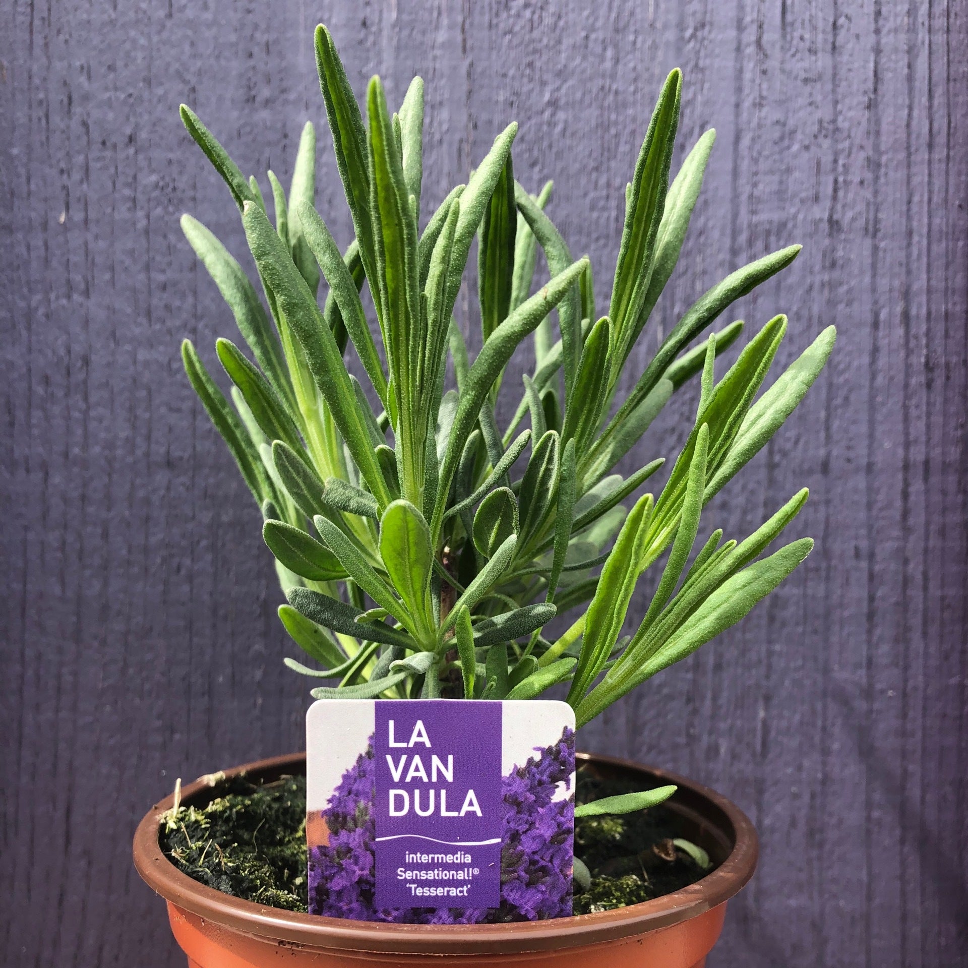 6” Sensational - Lavandula x intermedia | Apple Hill Lavender 6” Sensational - Lavandula x intermedia | Apple Hill Lavender